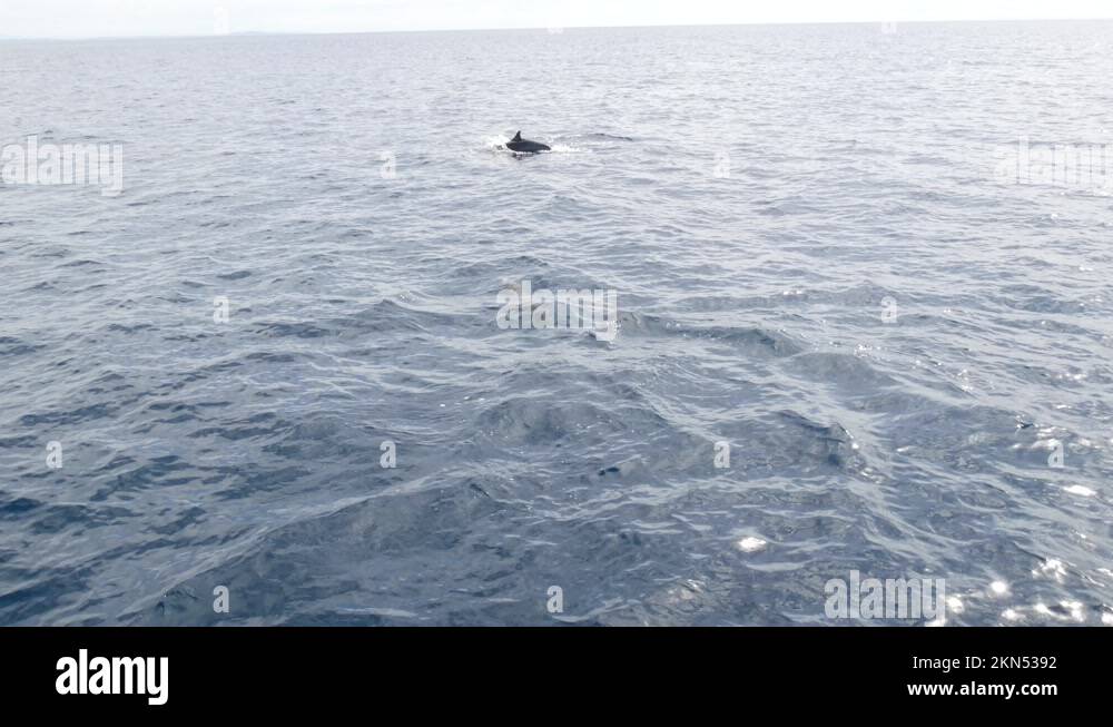 Pod of dolphins in freedom, pacific ocean blue water. School of wild ...