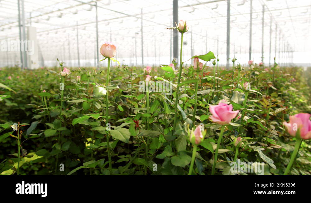 Greenhouse growing roses Stock Videos & Footage - HD and 4K Video Clips ...