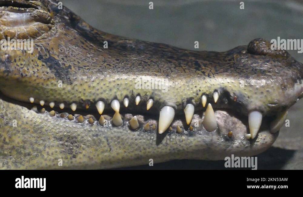 Crocodile teeth Stock Videos & Footage - HD and 4K Video Clips - Alamy