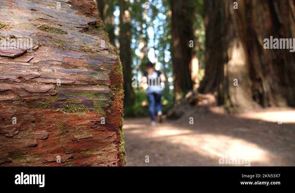 Girls walks through redwood forest. Northern California forest path ... Girls walks through redwood forest. Northern California forest path ...