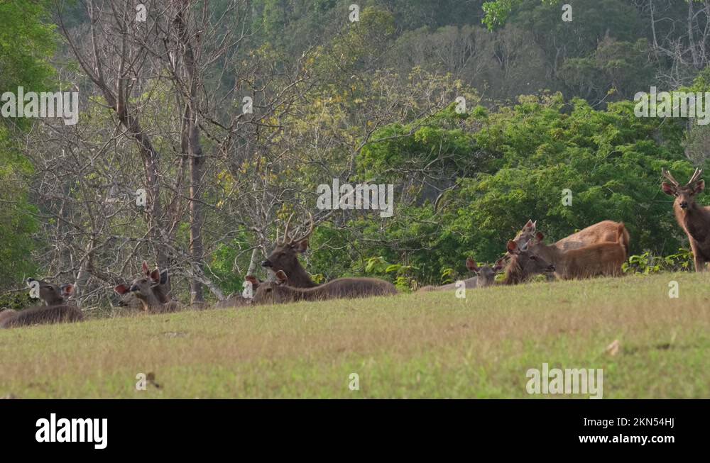 A stag stands Stock Videos & Footage - HD and 4K Video Clips - Alamy