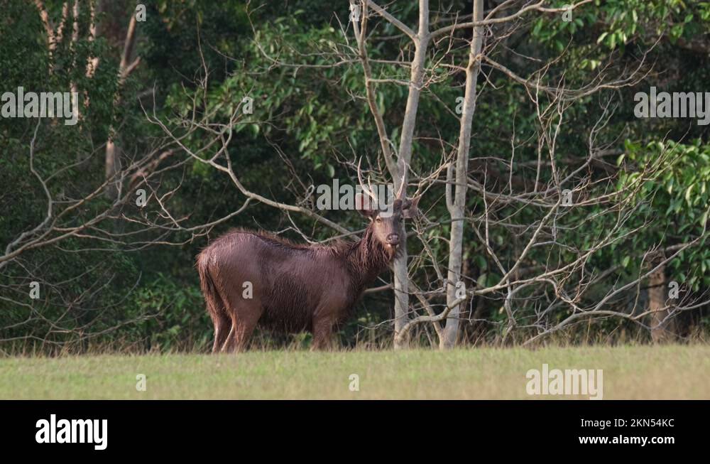 Stag facing to the right while looking towards the camera chewing Stock ...