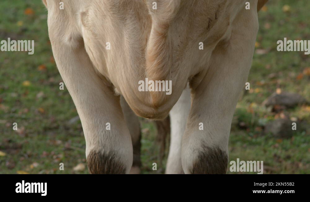 Healthy dairy cow Stock Videos & Footage - HD and 4K Video Clips - Alamy