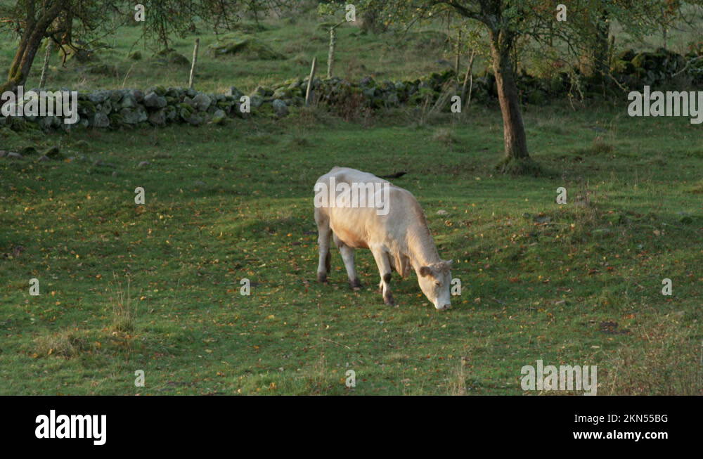 Spot cattle Stock Videos & Footage - HD and 4K Video Clips - Alamy