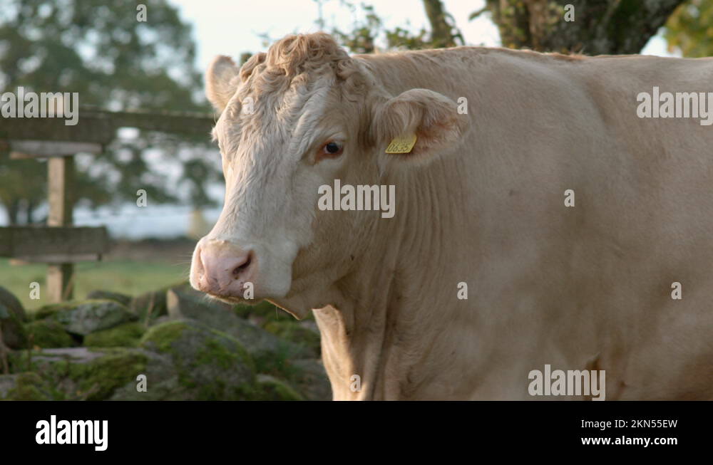 Eco farm cow Stock Videos & Footage - HD and 4K Video Clips - Alamy