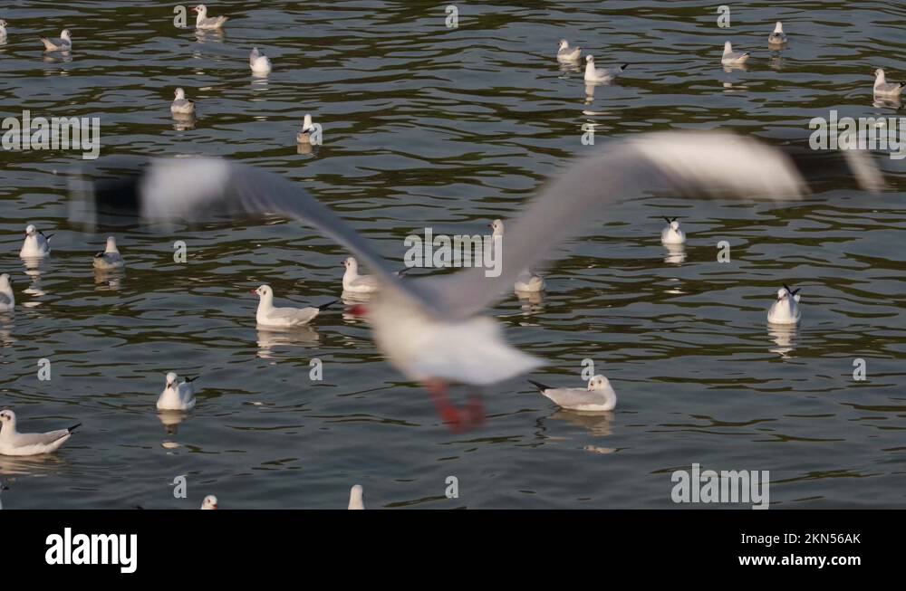 A flock on the water floating while others fly around during the Stock ...