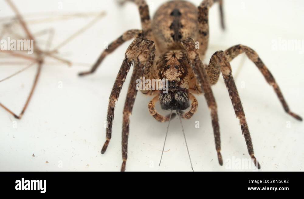 False spiny wolf spider Stock Videos & Footage - HD and 4K Video Clips ...