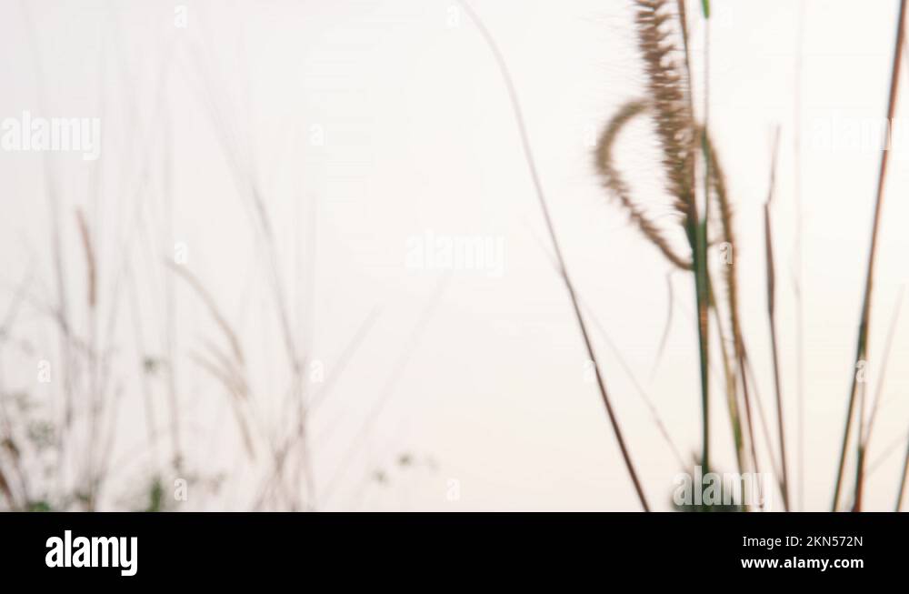 Forming grass garden Stock Videos & Footage - HD and 4K Video Clips - Alamy