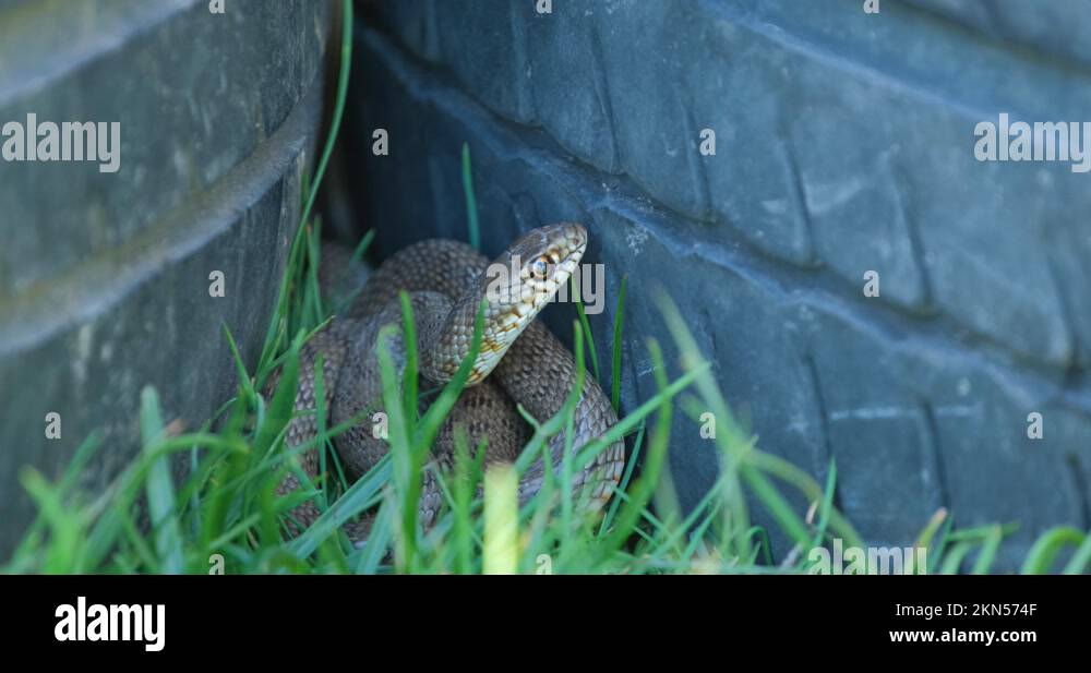 Ground rattle snake Stock Videos & Footage - HD and 4K Video Clips - Alamy