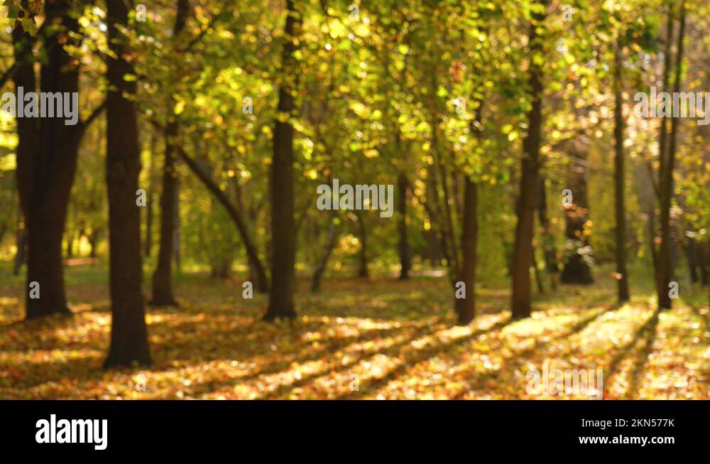 Beautiful magic landscape with autumn trees and falling yellow leaves ...