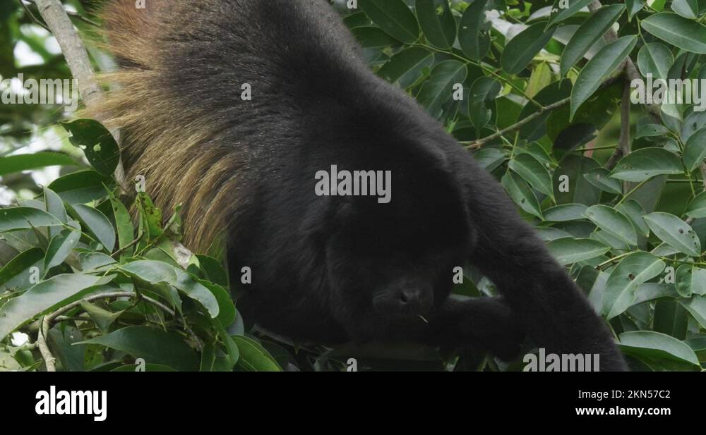 Male Howler Monkey eating young leaves, Alouatta palliata palliata ...