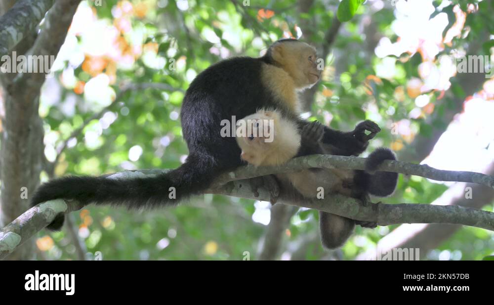 White faced capuchin monkey, Cebus capucinus, smiling in a groomed ...