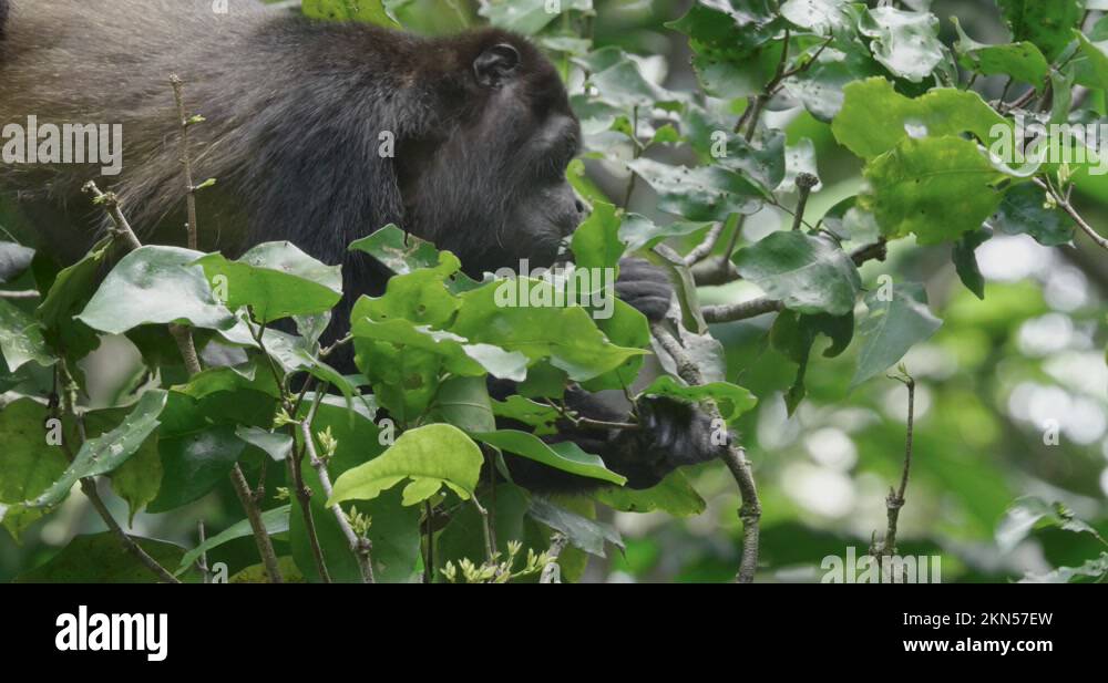 Wild alouatta Stock Videos & Footage - HD and 4K Video Clips - Alamy