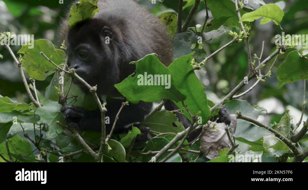 Howler monkey eating young leafs, Alouatta palliata, close-up real ...