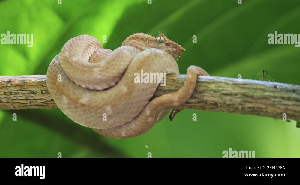 Eyelash Viper, Bothriechis schlegelii, Bocaraca, pink and golden color ...
