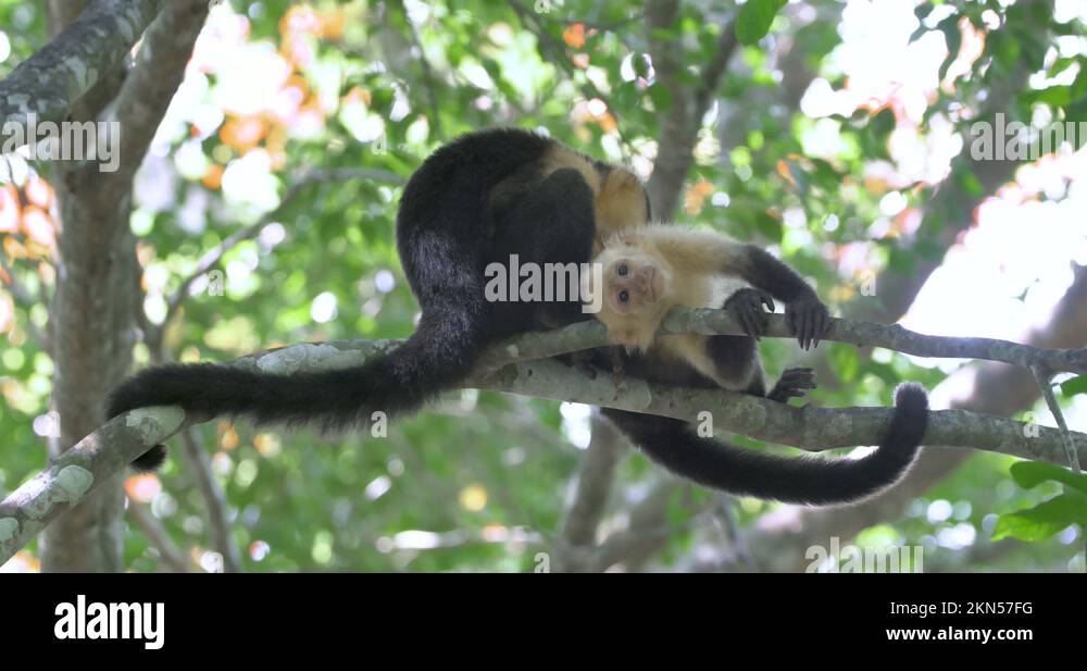 White faced capuchin monkey cebus capucinus Stock Videos & Footage - HD ...