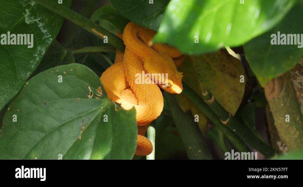 Eyelash viper, Bothriechis schlegelii, Bocaraca, oropel waiting for ...