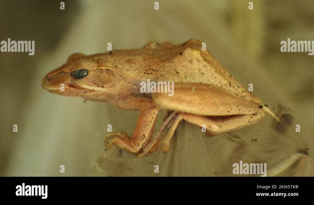 frogs during the day. Frog is one of the amphibian animals that can ...