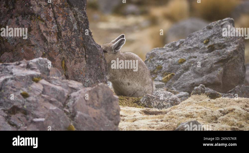 Mammals of the andes Stock Videos & Footage - HD and 4K Video Clips - Alamy
