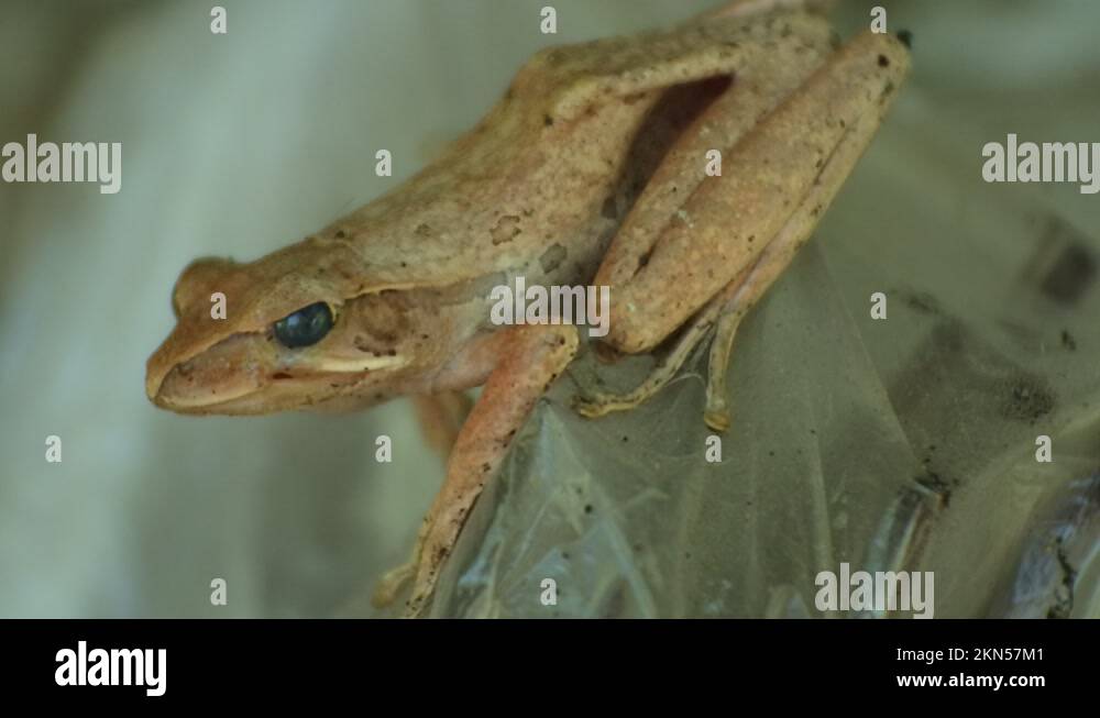 frogs during the day. Frog is one of the amphibian animals that can ...
