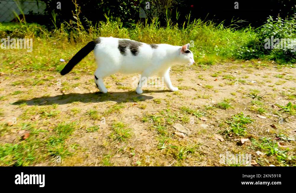 Cat pathway Stock Videos & Footage - HD and 4K Video Clips - Alamy