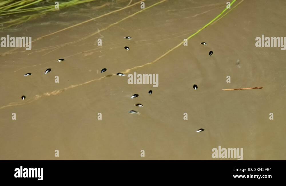 Whirligig beetle (Gyrinus natator), aquatic bugs swimming in water ...