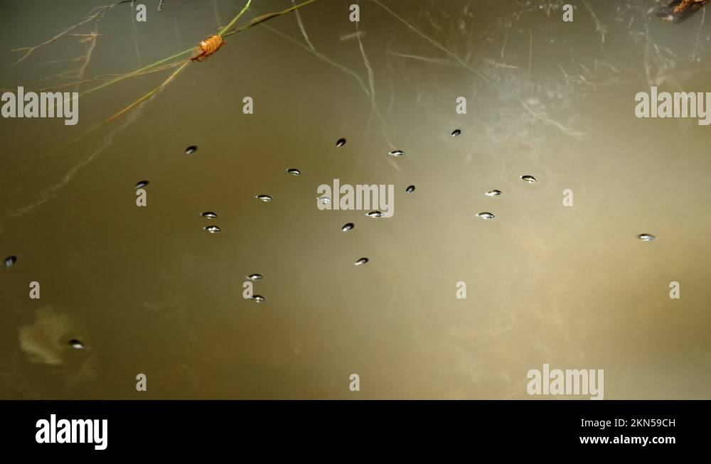 Whirligig beetle (Gyrinus natator), aquatic bugs swimming in water ...