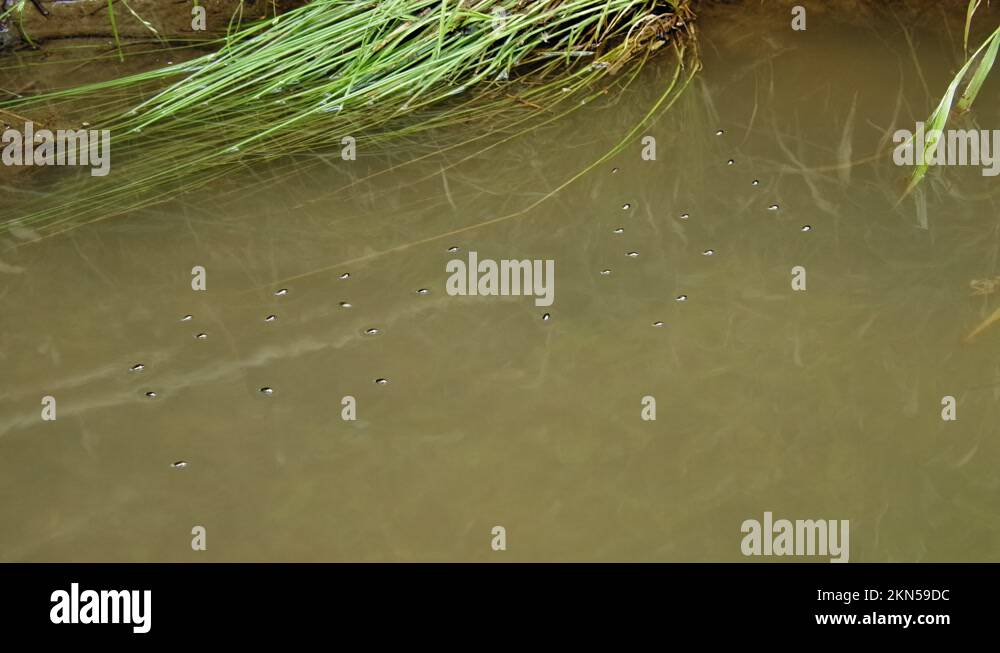 Whirligig beetle (Gyrinus natator), aquatic bugs swimming in water ...