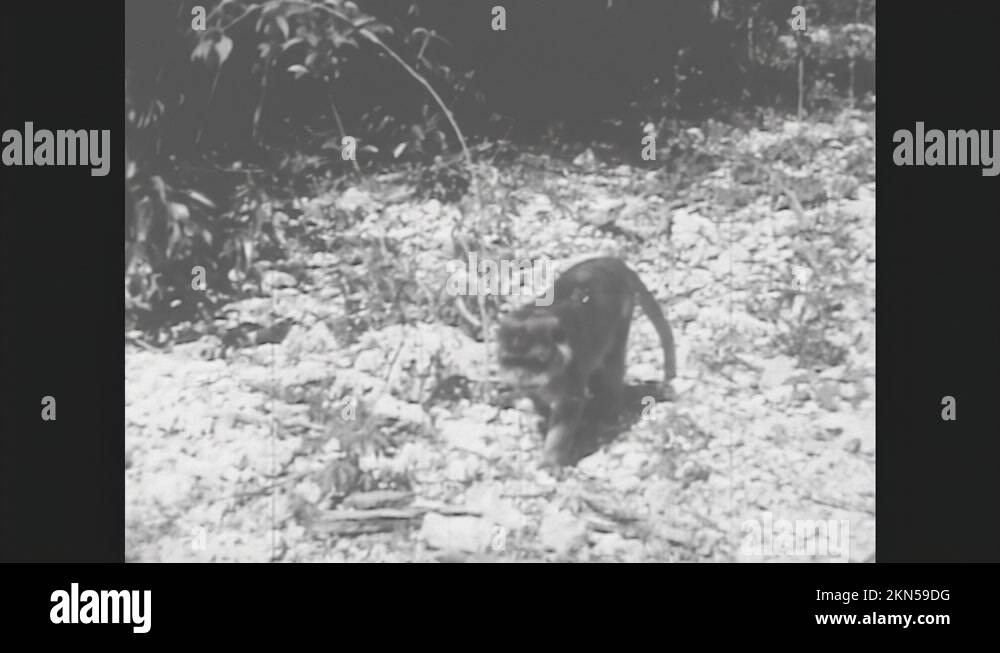 Monkey crouch Stock Videos & Footage - HD and 4K Video Clips - Alamy