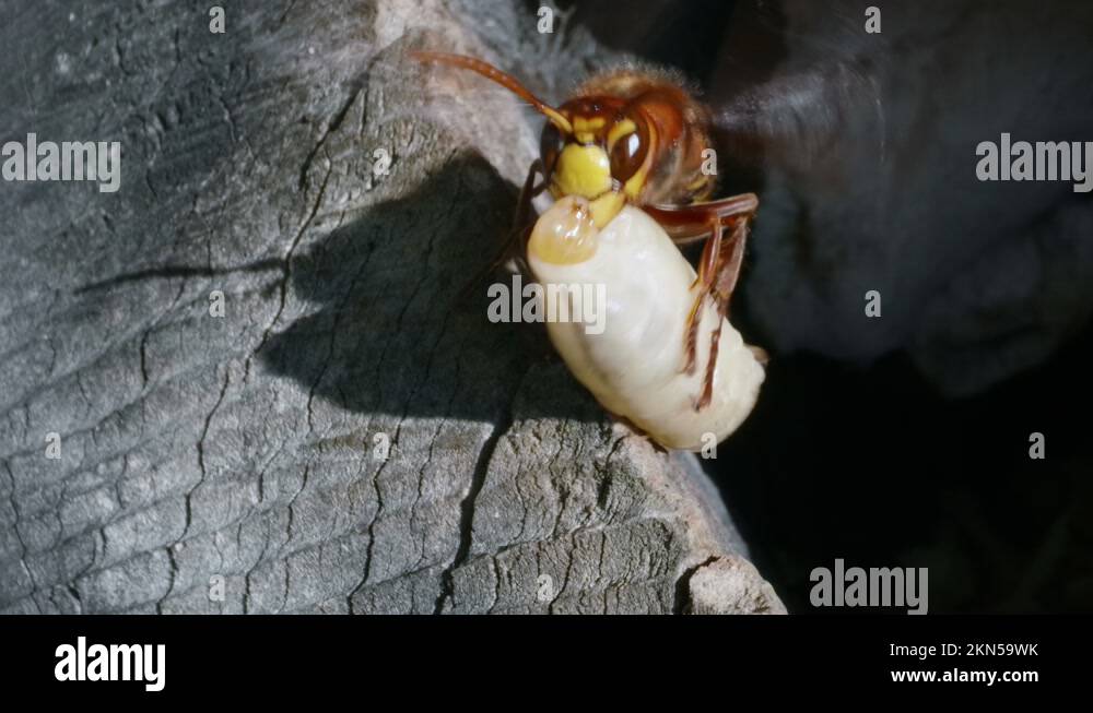 European hornet (Vespa crabro) carrying larva, yellow wasp larvae in ...