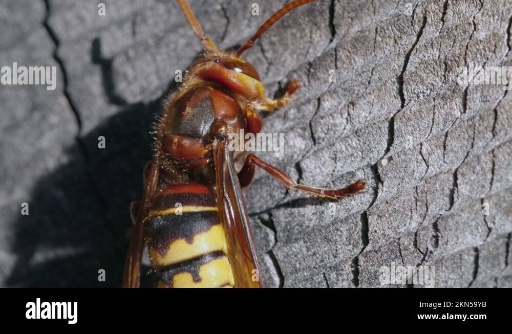 Wasp abdomen Stock Videos & Footage - HD and 4K Video Clips - Alamy