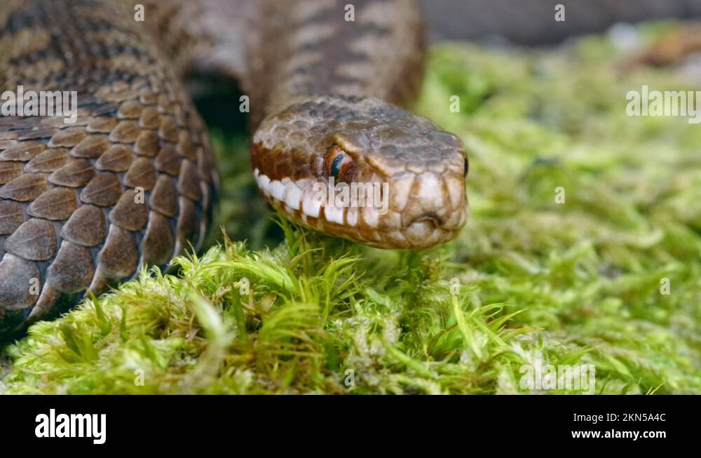 Adder and forked tongue Stock Videos & Footage - HD and 4K Video Clips ...
