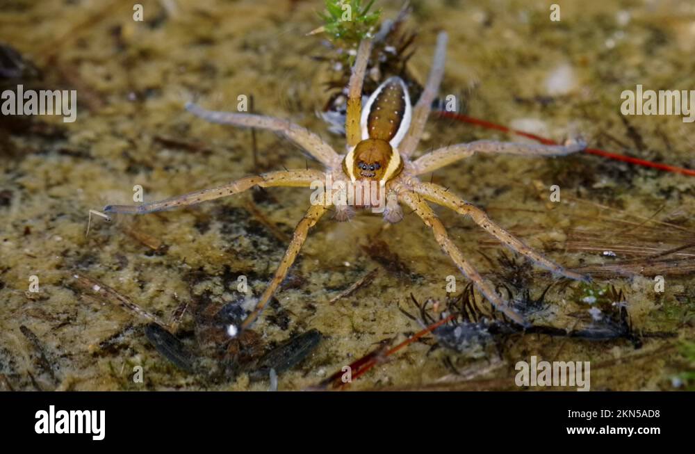Invertebrate spider fishing Stock Videos & Footage - HD and 4K Video ...