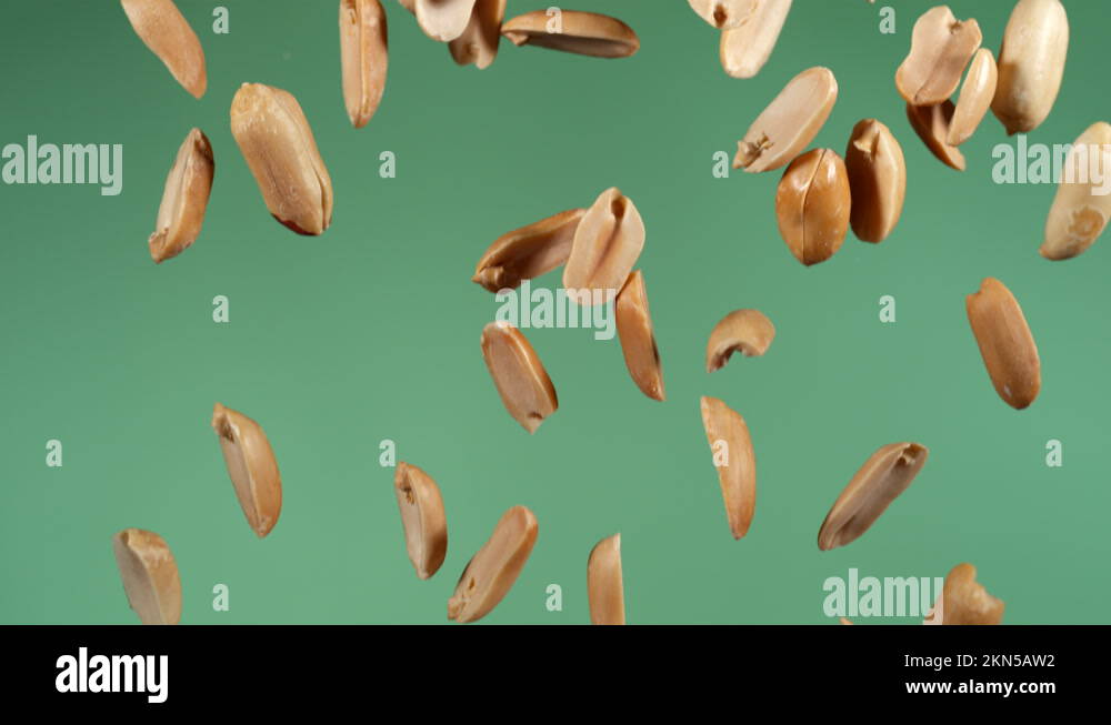 Peanuts falling in slow motion, green screen. Shot with Phantom Flex 4K ...