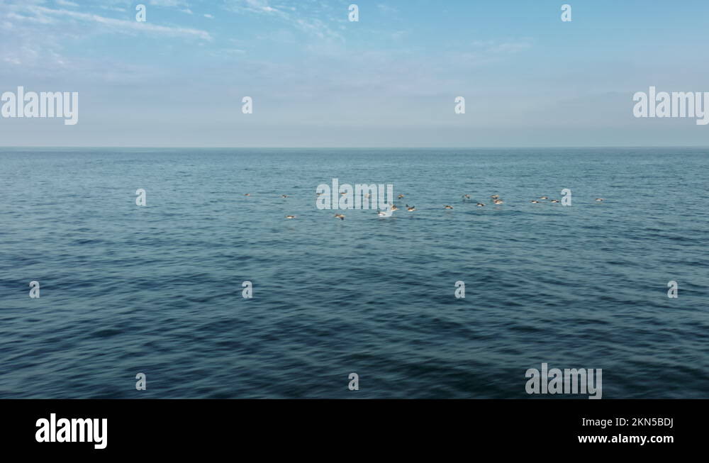 Cinematic drone flight in parallel with flock birds soaring low above ...