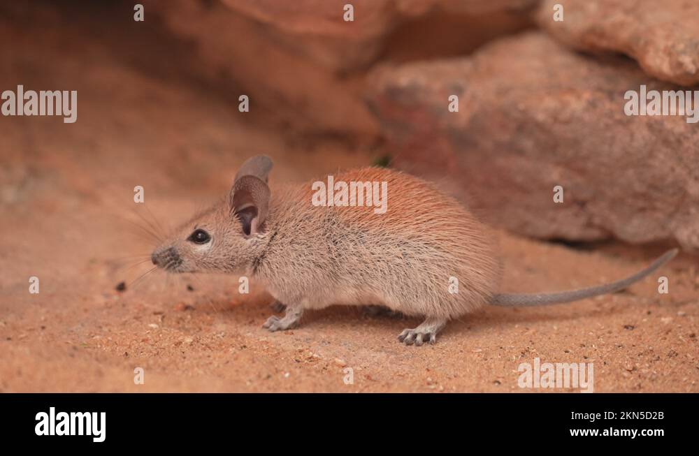 Desert mouse Stock Videos & Footage - HD and 4K Video Clips - Alamy