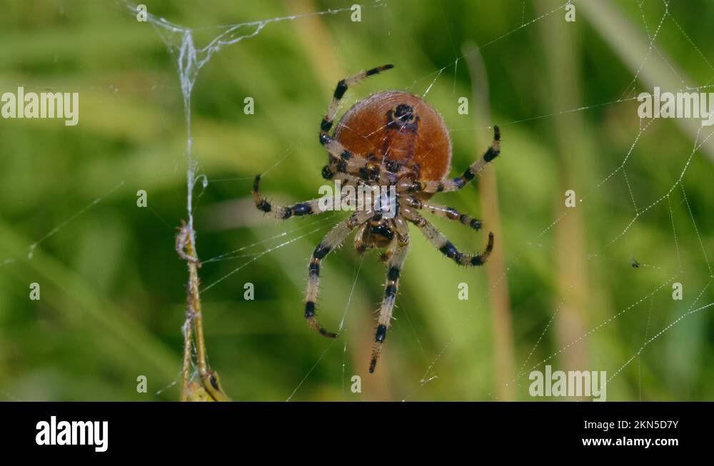 Four spotted orb-weaver spider (Araneus quadratus) with grasshopper ...