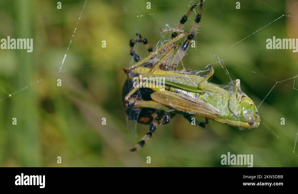 Four Spotted Orb Weaver Spider Araneus Quadratus With Grasshopper Prey Stock Video Footage Alamy