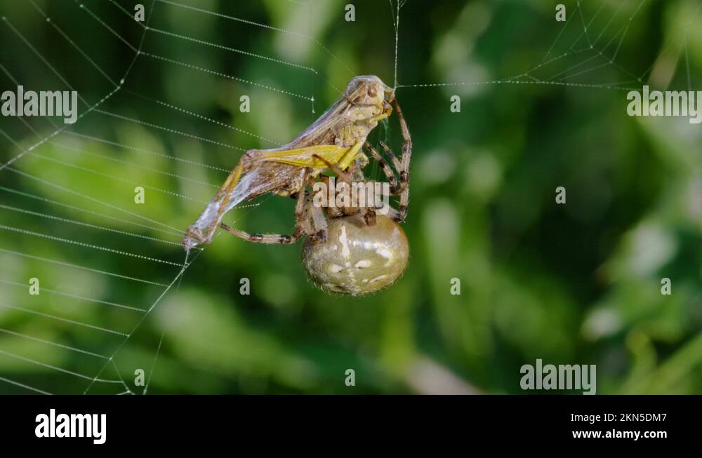 Four Spotted Orb Weaver Spider Araneus Quadratus Biting Grasshopper Prey Stock Video Footage