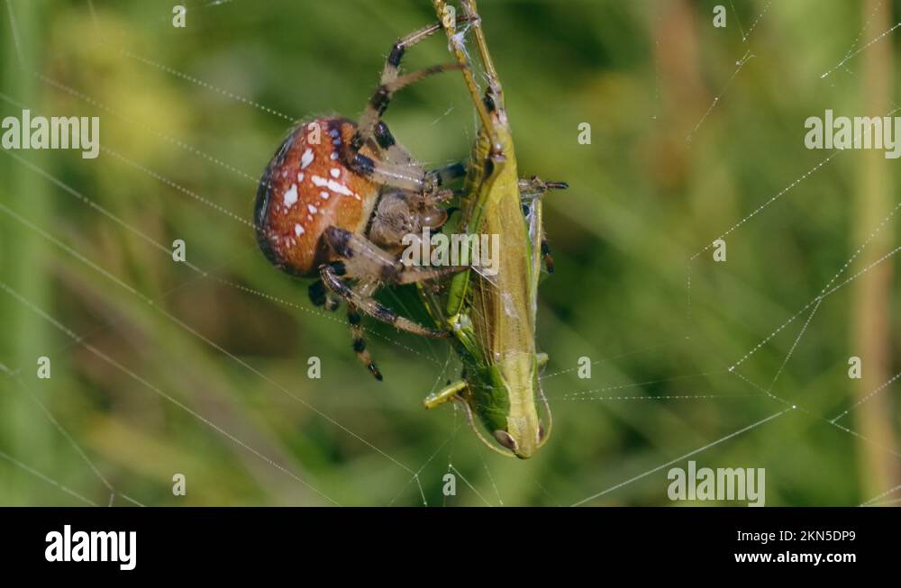 Four Spotted Orb Weaver Spider Araneus Quadratus Biting Grasshopper Prey Stock Video Footage