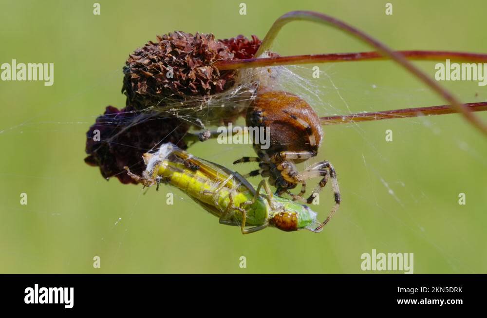 Four spotted orb-weaver spider (Araneus quadratus) feeding on ...