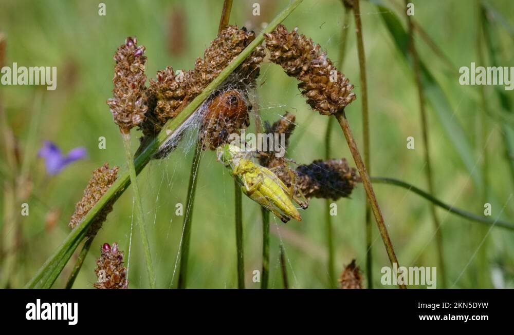 Four spotted orb-weaver spider (Araneus quadratus) grasshopper prey ...