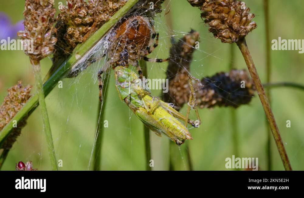 Four spotted orb-weaver spider (Araneus quadratus) grasshopper prey ...
