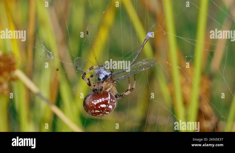 Four spotted orb-weaver spider (Araneus quadratus) with dragonfly prey ...