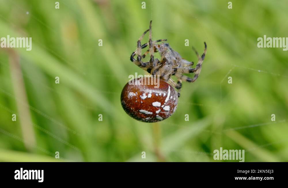 Four spotted orb-weaver spider (Araneus quadratus) with scorpionfly ...
