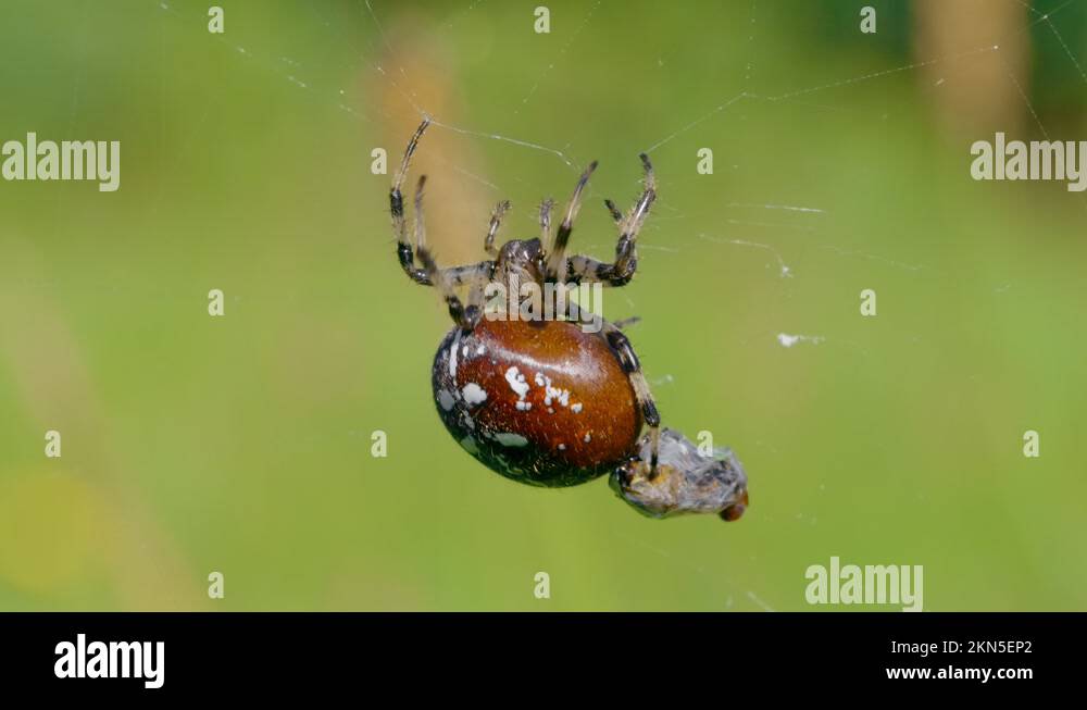 Four spotted orb-weaver spider (Araneus quadratus) with scorpionfly ...
