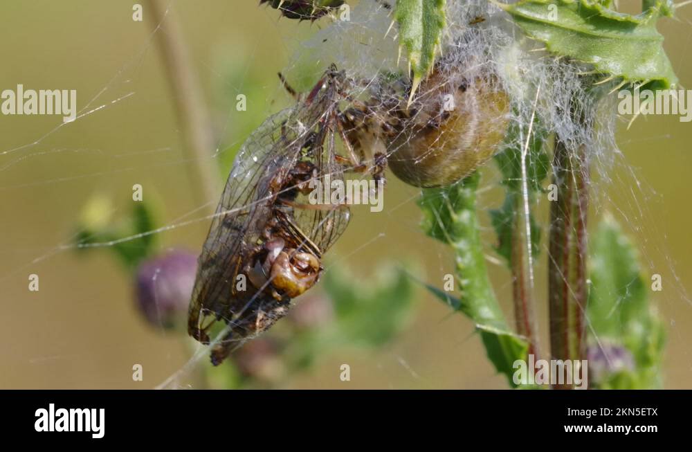 Four spotted orb-weaver spider (Araneus quadratus) with dragonfly prey ...