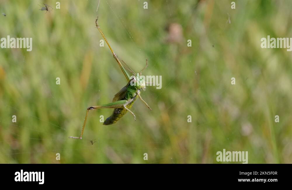 Powerless grasshopper prey caught in orb weaver spider web, Araneus ...