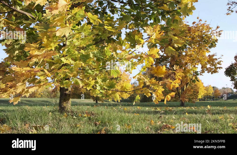 Maple tree wind Stock Videos & Footage - HD and 4K Video Clips - Alamy