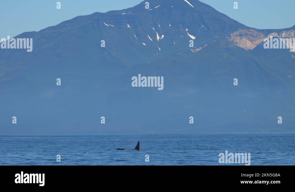 Big orca killer whale swimming in dark Pacific waters. Giant mammal on ...